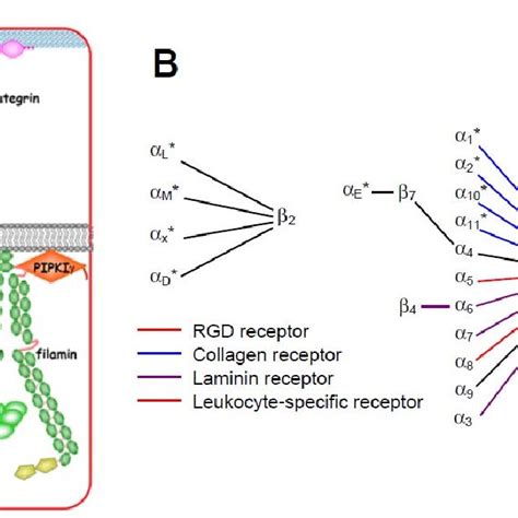 Crystal Structure Of Extracellular Segment Of Integrin α V β 3 6 A