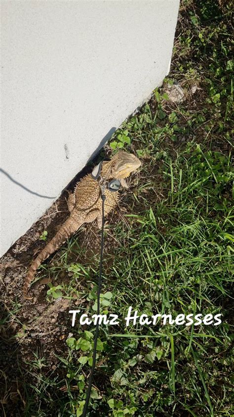 Enjoying The Sunshine ☀️ R Lizards