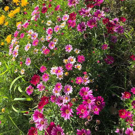 Pyrethrum Daisy Planting Guide Rosesu
