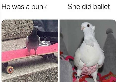 83 Funny Bird Memes For Those Whove Entered Their “wait What Bird Is