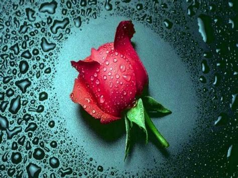 Poze Cu Dragoste Imagini Dragute De Dragoste