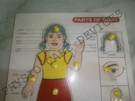 GIRLBody Part Peg Board With Tray At Rs Piece Shadipur New