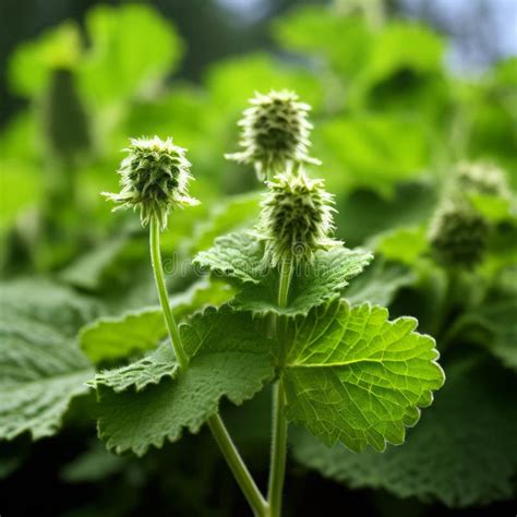Catnip Seeds Catnip Seeds Are Small Round Seeds That Are Used O Stock
