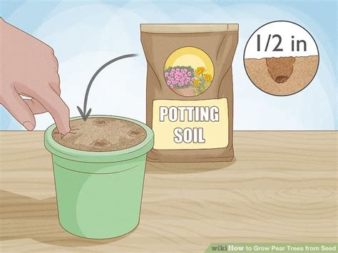 How To Grow Pear Trees From Seed With Pictures WikiHow