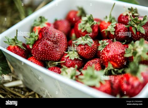 Basket Full Of Freshly Picked Strawberries Laying On The Ground Stock