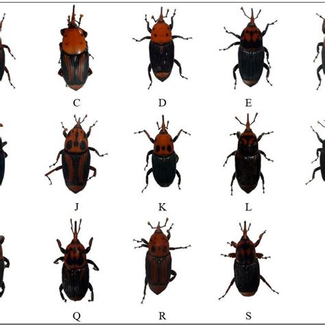 The Colour Polymorphism In Adult Specimens Of Rhynchophorus Species Download Scientific Diagram