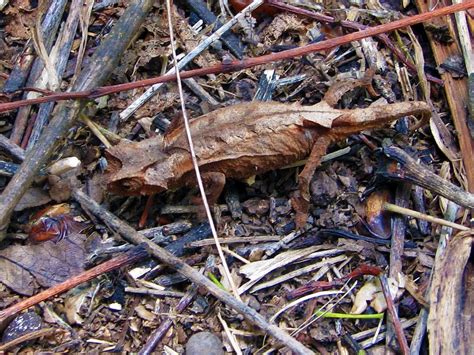 Selective Search As Object Recogntion