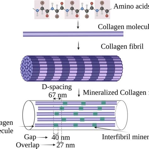 Schematic Illustration Of The Hierarchical Structure Of Collagen
