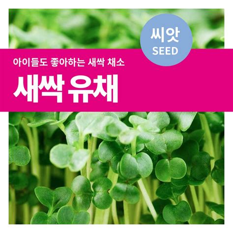 새싹채소 새싹 유채 씨앗 g g 티몬