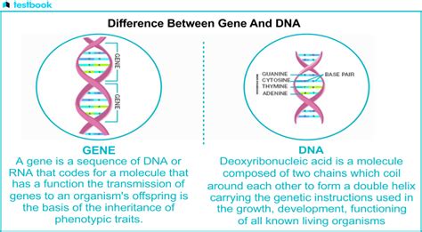 Difference Between Gene And DNA Testbook