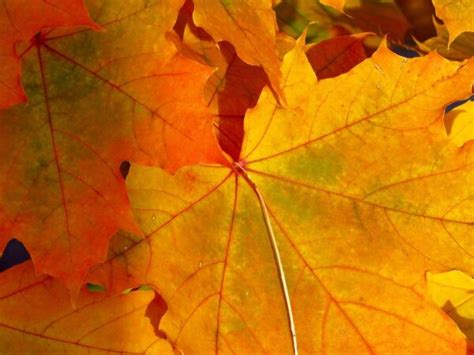 How Fast Does A Maple Tree Grow Growth Rate Full Size