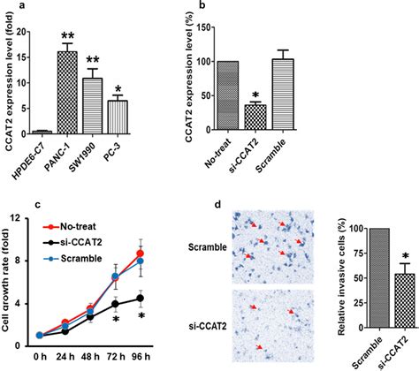 Ccat2 Is An Oncogenic Long Non Coding Rna In Pancreatic Ductal Adenocarcinoma