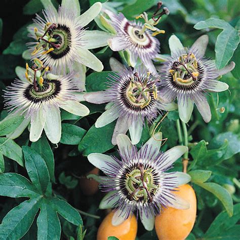 Passiflora Caerulea Blue Passion Flower Passiflora Caerulea Seeds