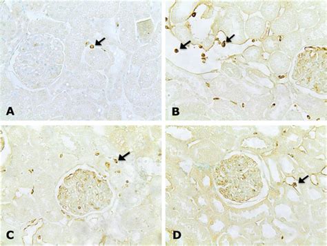 Immunolocalization Of Ed 1 In The Renal Cortex Of Sc A Sd B Td