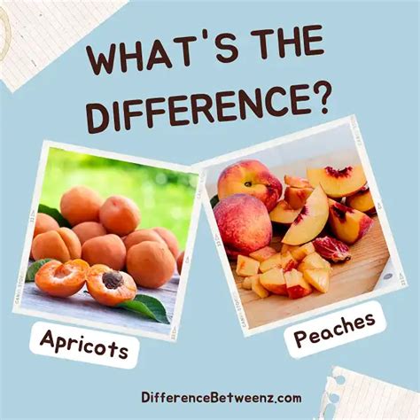 Difference Between Apricots And Peaches Difference Betweenz