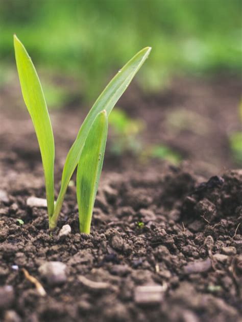 What Is Soil Conservation Need Of The Hour Agriculture Review