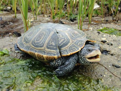 Northern Diamond Backed Terrapin