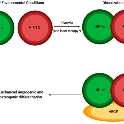In Hypoxic Conditions Hif α Undergoes Dimerization With Hif β Laser