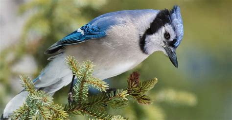 Birding Activity Create A Hummingbird Feeding Station
