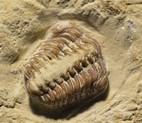 Oklahoma Fossils The Fossil Forum