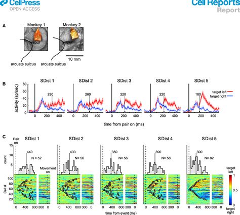 Figure 2 From Dorsal Premotor Cortex Neurons Signal The Level Of Choice
