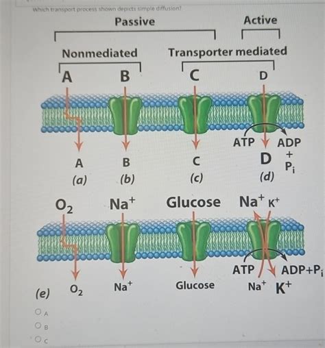 Solved Which Transport Process Shown Depicts Simple