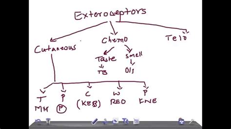 Exteroceptors Definition Anatomy