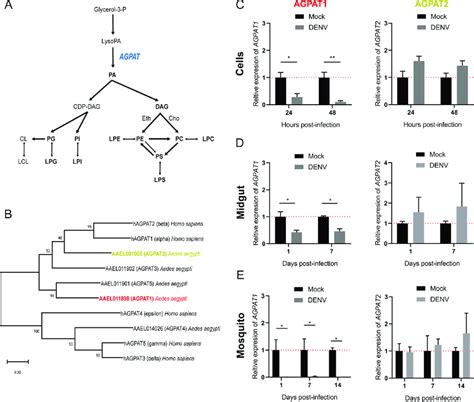 Denv Infection Decreases Agpat1 But Not Agpat2 Expression A An Download Scientific Diagram