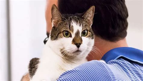 What Are The Health Problems Of Elderly Cats