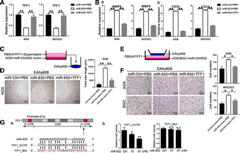 Tff1 Is A Target Gene Of Mir 632 A Recombinant Tff1 Protein Rescued Download Scientific