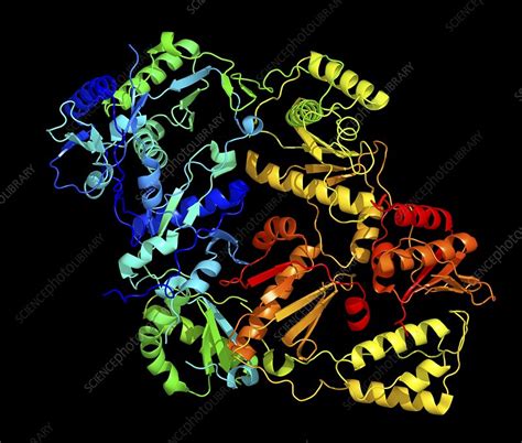 Reverse Transcriptase And Inhibitor Stock Image F003 0299 Science Photo Library