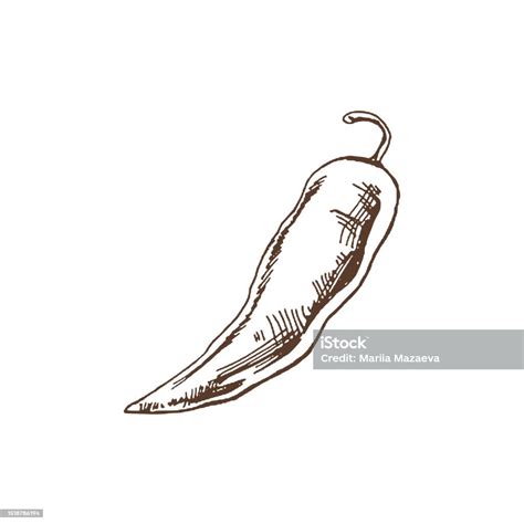 유기농 식품 고추 고추의 손으로 그린 벡터 스케치 낙서 빈티지 그림입니다 카페 및 레이블 메뉴 장식 새겨진 Immmage 건강한 식생활에 대한 스톡 벡터 아트 및 기타
