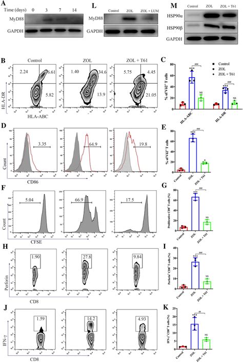 Zoledronate Zol Stimulated γδ T Cells Obtain Apc Functions Via The