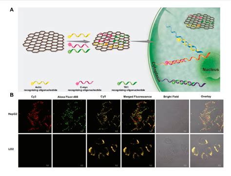 Figure 1 From Dna Enabled Fluorescent Based Nanosensors Monitoring Tumor Related Rna Toward