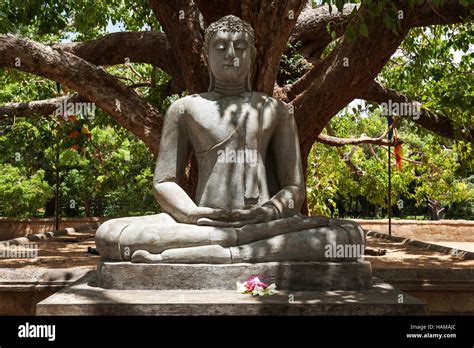 Under The Bodhi Tree Buy Buddha In Dhyana Under A Tree Minimalist