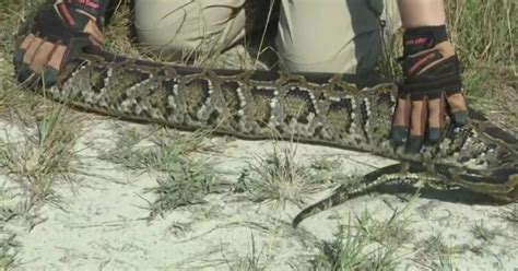 Fwc Offers Python Trapping Seminars Cbs Miami