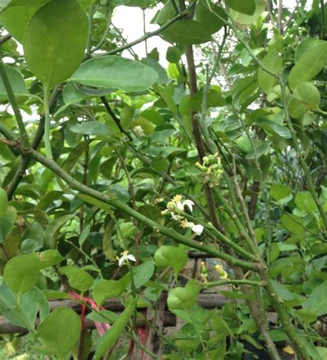 รายชื่อร้านขายมะนาว ในอำเภอศรีนคร จังหวัดสุโขทัย