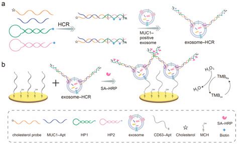 An Electrochemical Aptasensor For Accurate And Sensitive Detection Of Exosomes Based On Dual