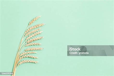 민트 색 종이 배경에 밀 귀의 무리가 닫습니다 곡물 작물의 가을 수확 상단 보기 및 복사 공간입니다 가을에 대한 스톡 사진 및 기타 이미지 Istock