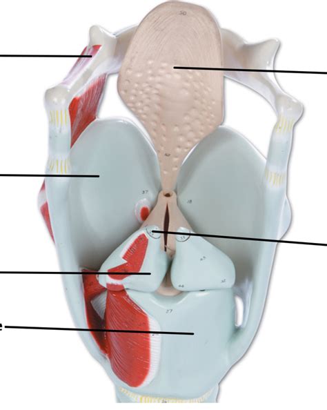 Corniculate Cartilage Model Solved Posterior View 1 4 2 Label The