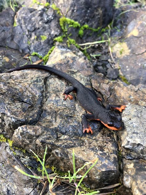 Red Black Salamander