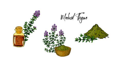 흰색 배경에 고립 된 녹색 가지와 손으로 그려진 말린 백리향 컬러 스케치 스타일의 벡터 그림입니다 0명에 대한 스톡 벡터 아트