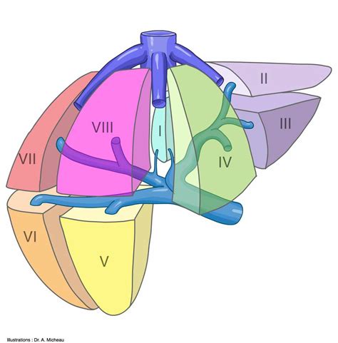Liver Anatomy Segments