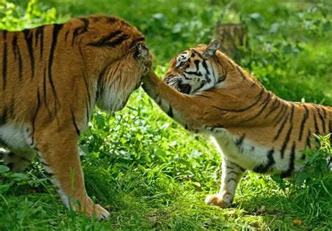 Mating Tigers Stock Photos Royalty Free Mating Tigers Images Depositphotos