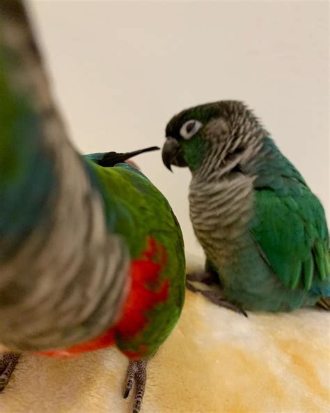 Jaiden Animations Pets Celebrity Pets