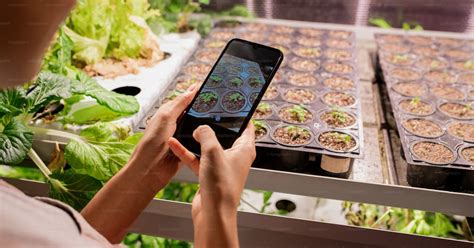 젊은 모바일 여성 농부 또는 온실 노동자는 화분에 작은 성장 묘목의 사진을 찍는 스마트 폰을 가지고 사진 Unsplash의