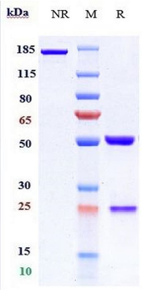 Angptl3 Evinacumab Biosimilar Recombinant Human Monoclonal Antibody