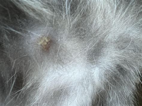 What Could This Scab Be On My Cat Rcatcare