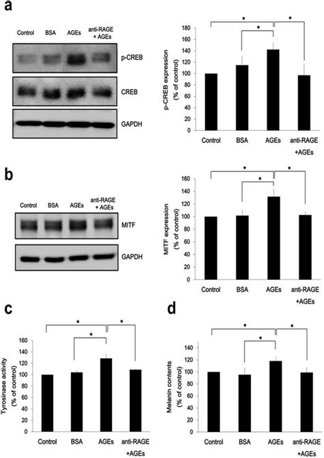 Advanced Glycation End Products Ages Promote Melanogenesis Through