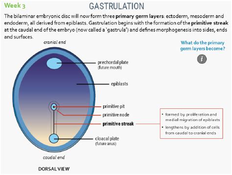 63 Week 3 Gastrulation Medicine Libretexts
